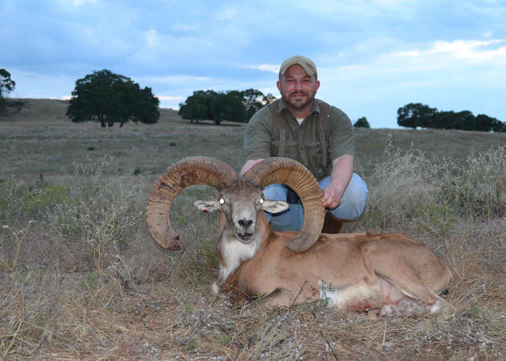 Shapley’s Long Wait for a Markhor and a Urial Ram! - The Patio Ranch