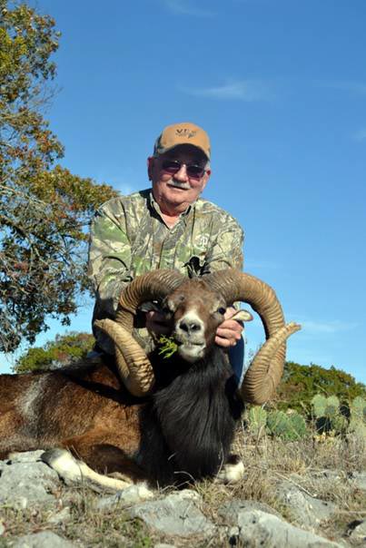 Stumberg Sheep Ram…A Lesson in Patience! - The Patio Ranch